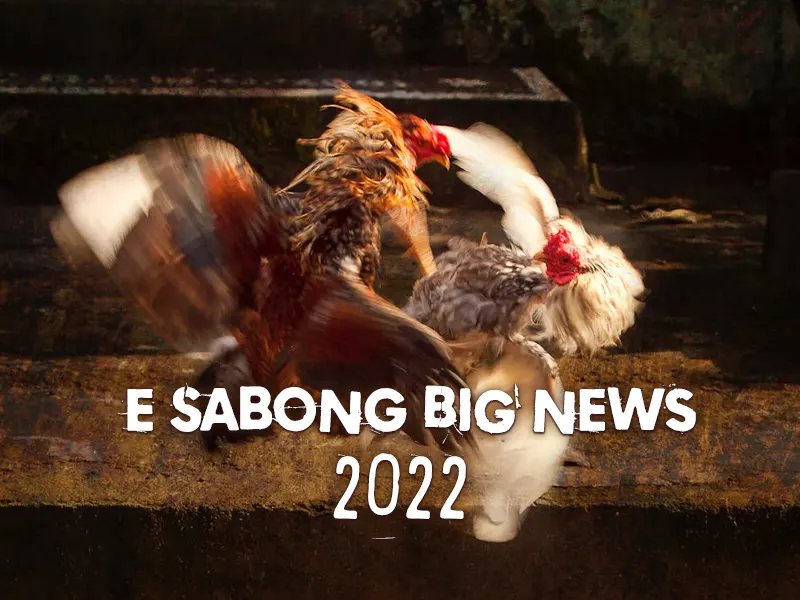 Sabong and e Sabong news 2022 - Nustabet - Get up to 5% return on SLOT